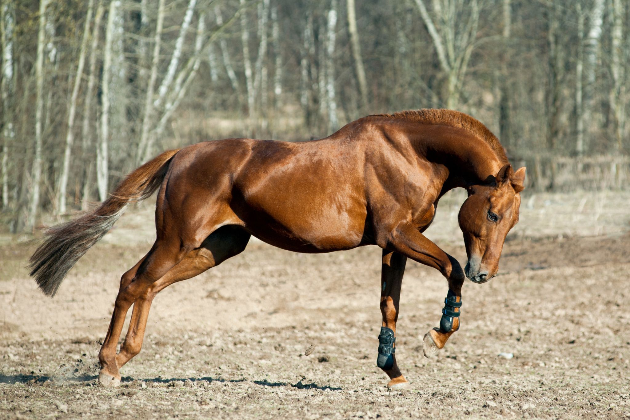 29 Horse Coat Color Variations (Beginner Photo Guide) - Horse Rookie