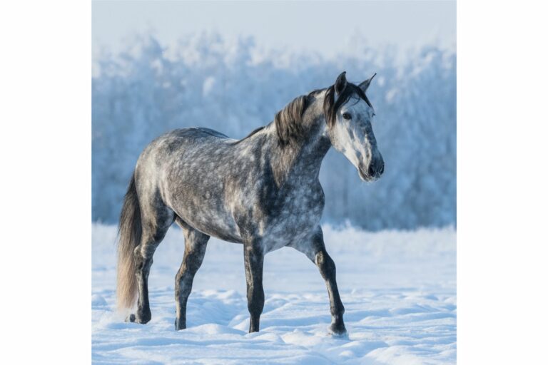 29 Horse Coat Color Variations (Beginner Photo Guide) - Horse Rookie
