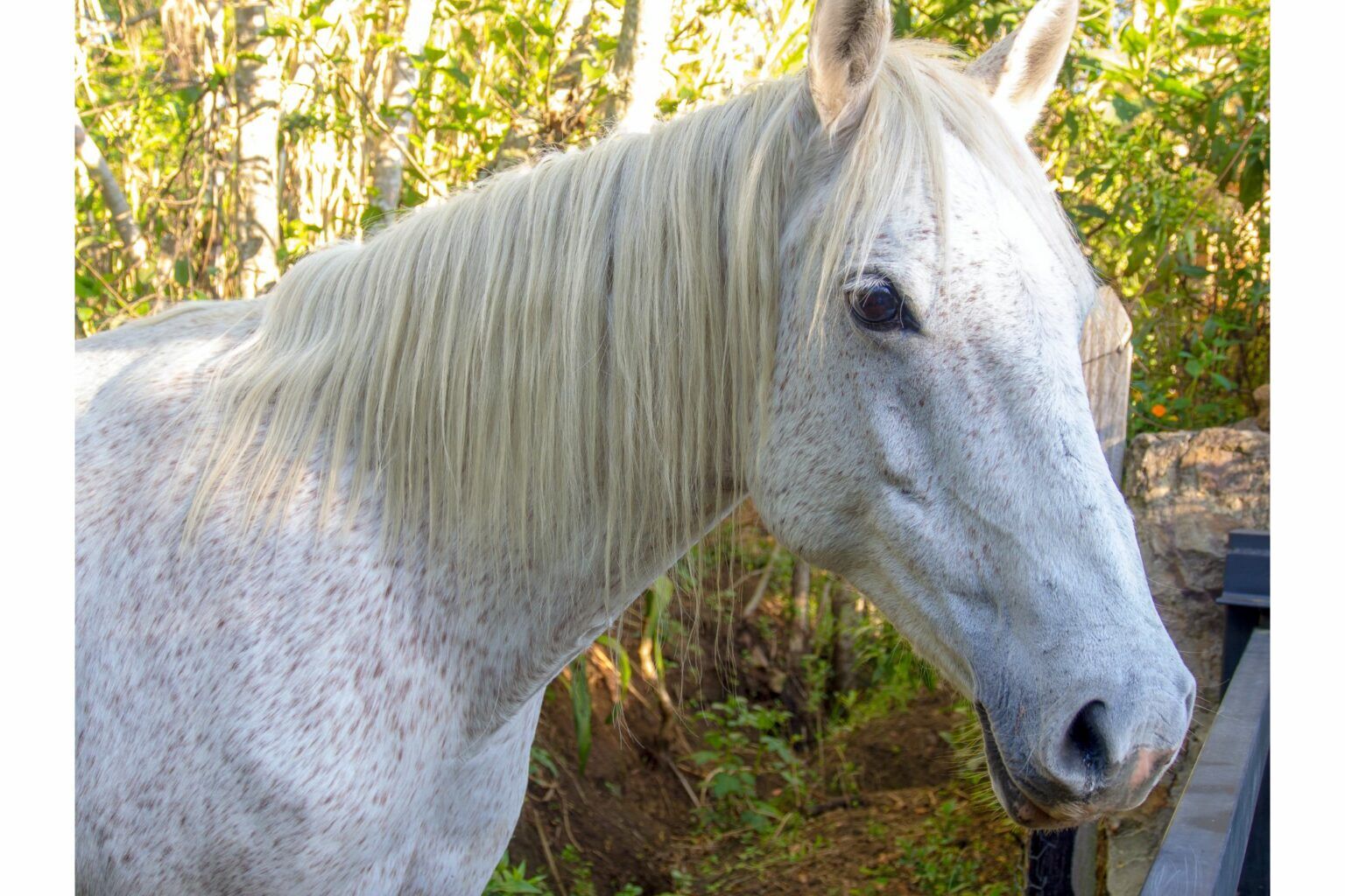 29 Horse Coat Color Variations (Beginner Photo Guide) - Horse Rookie