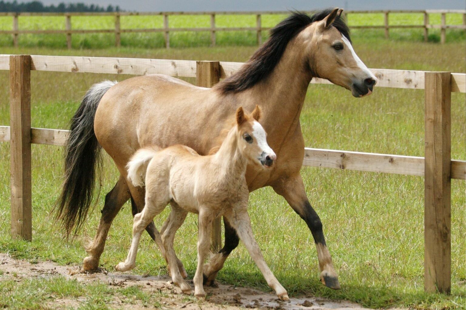 Broodmares: How Old is Too Old to Breed Your Horse? - Horse Rookie