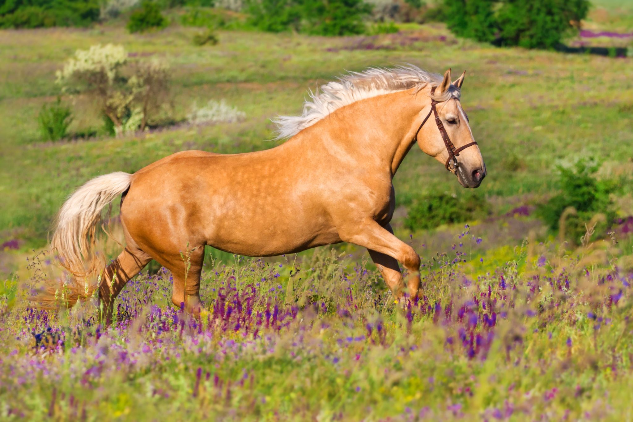 29 Horse Coat Color Variations (Beginner Photo Guide) - Horse Rookie