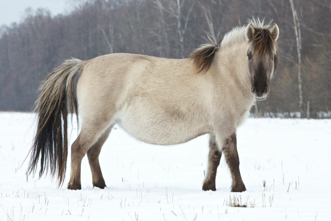 Broodmares: How Old is Too Old to Breed Your Horse? - Horse Rookie