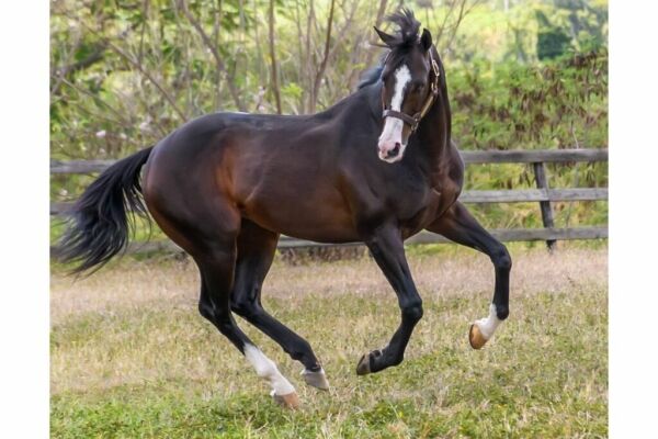 Breeding Basics: Understanding the Equine Pedigree - Horse Rookie