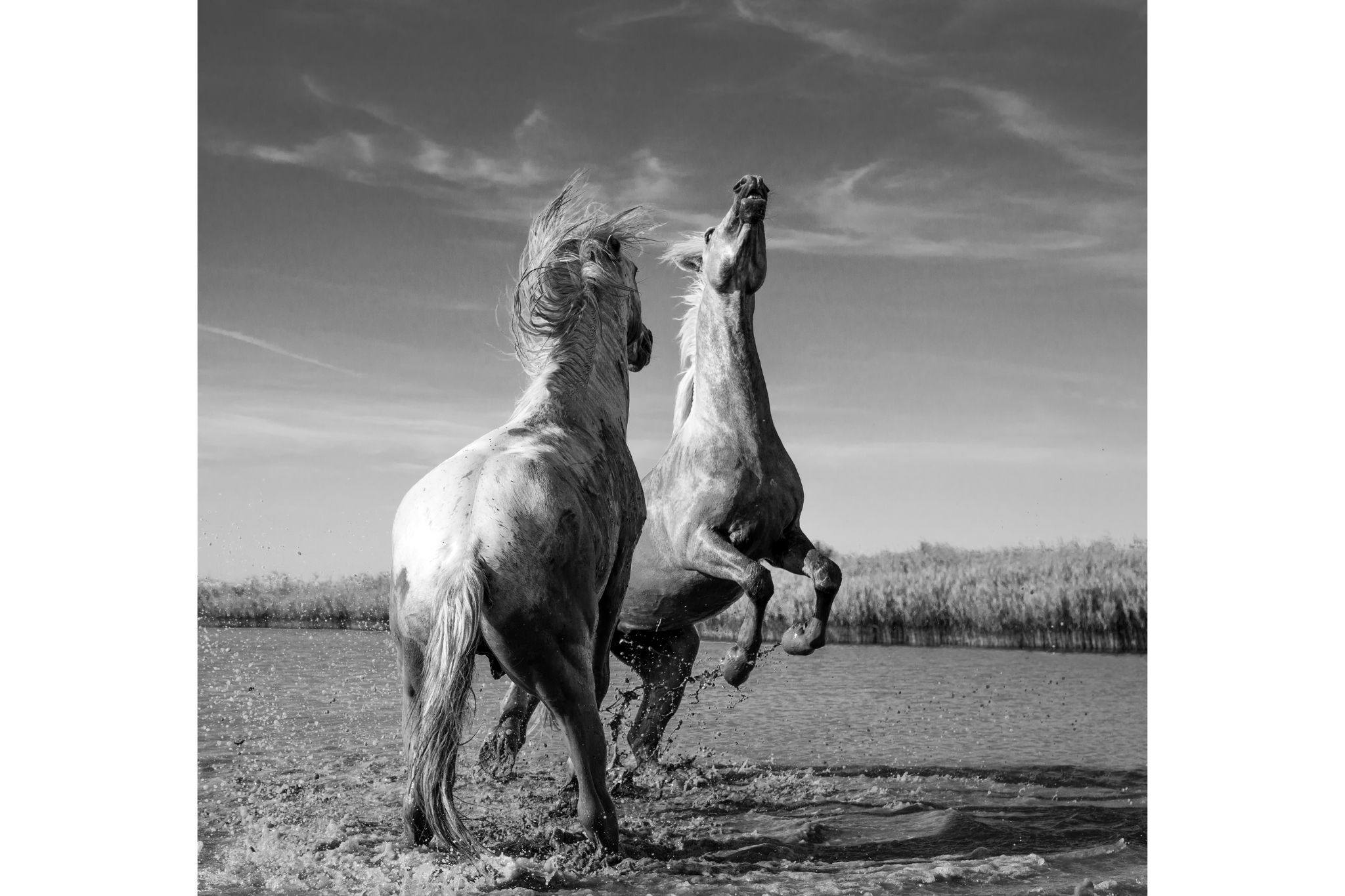 Breeding Basics: Understanding the Equine Pedigree - Horse Rookie