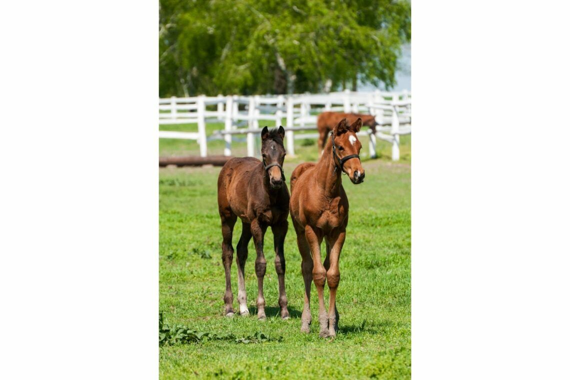 Foal Math: How Many Babies Can a Mare Have? - Horse Rookie