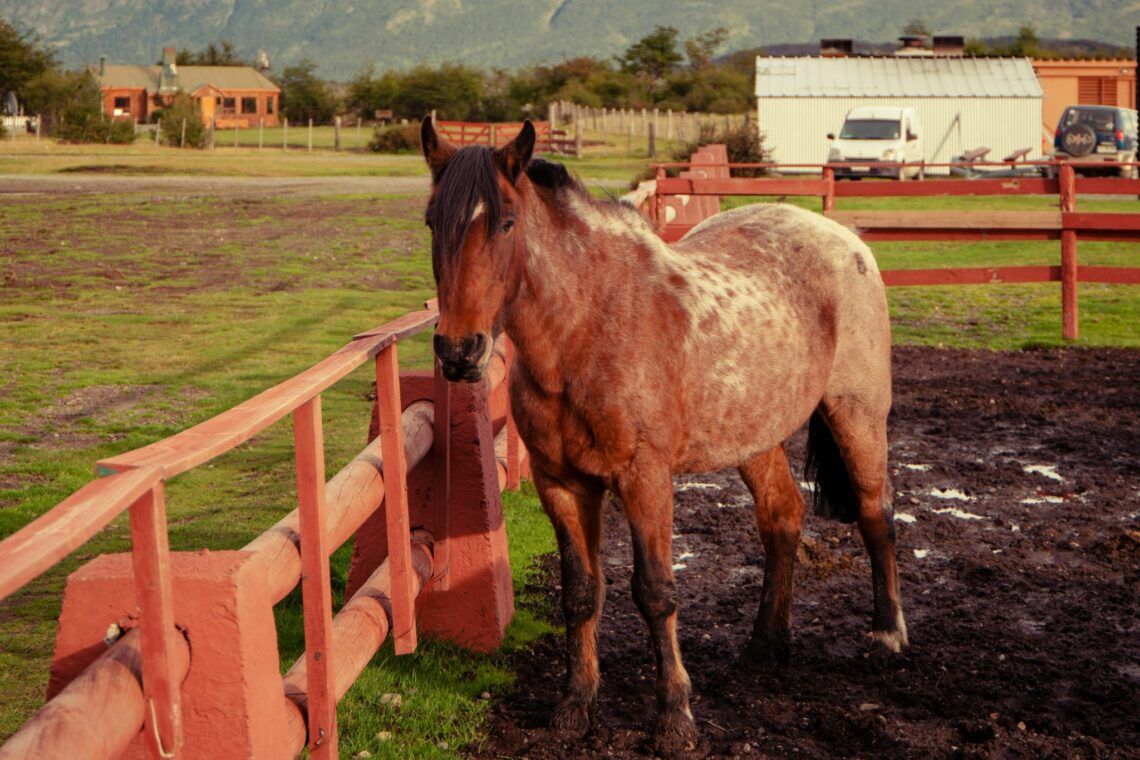 4 Tried & True Methods to Beat Muddy Horse Paddocks - Horse Rookie