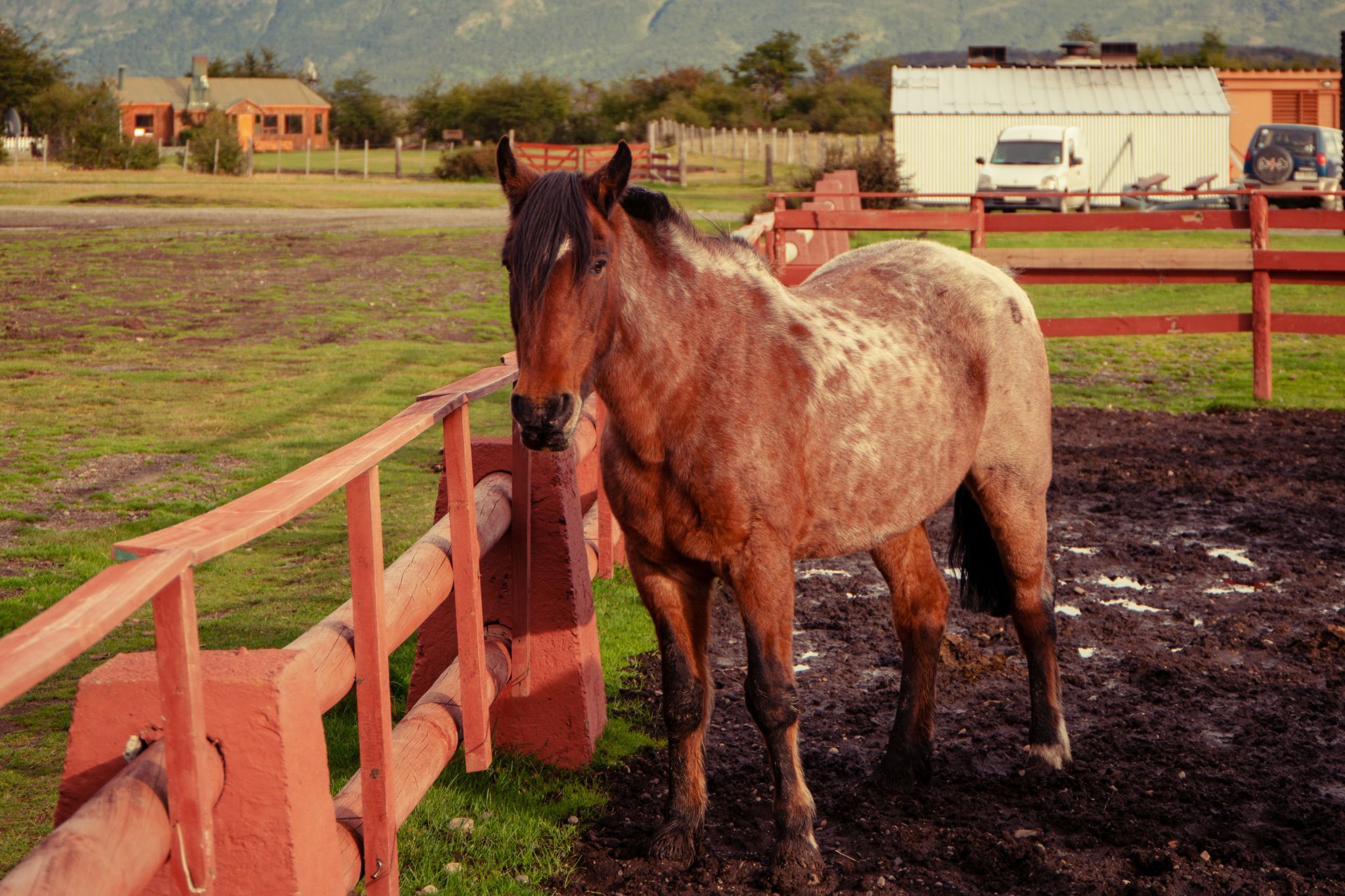 4 Tried & True Methods to Beat Muddy Horse Paddocks - Horse Rookie