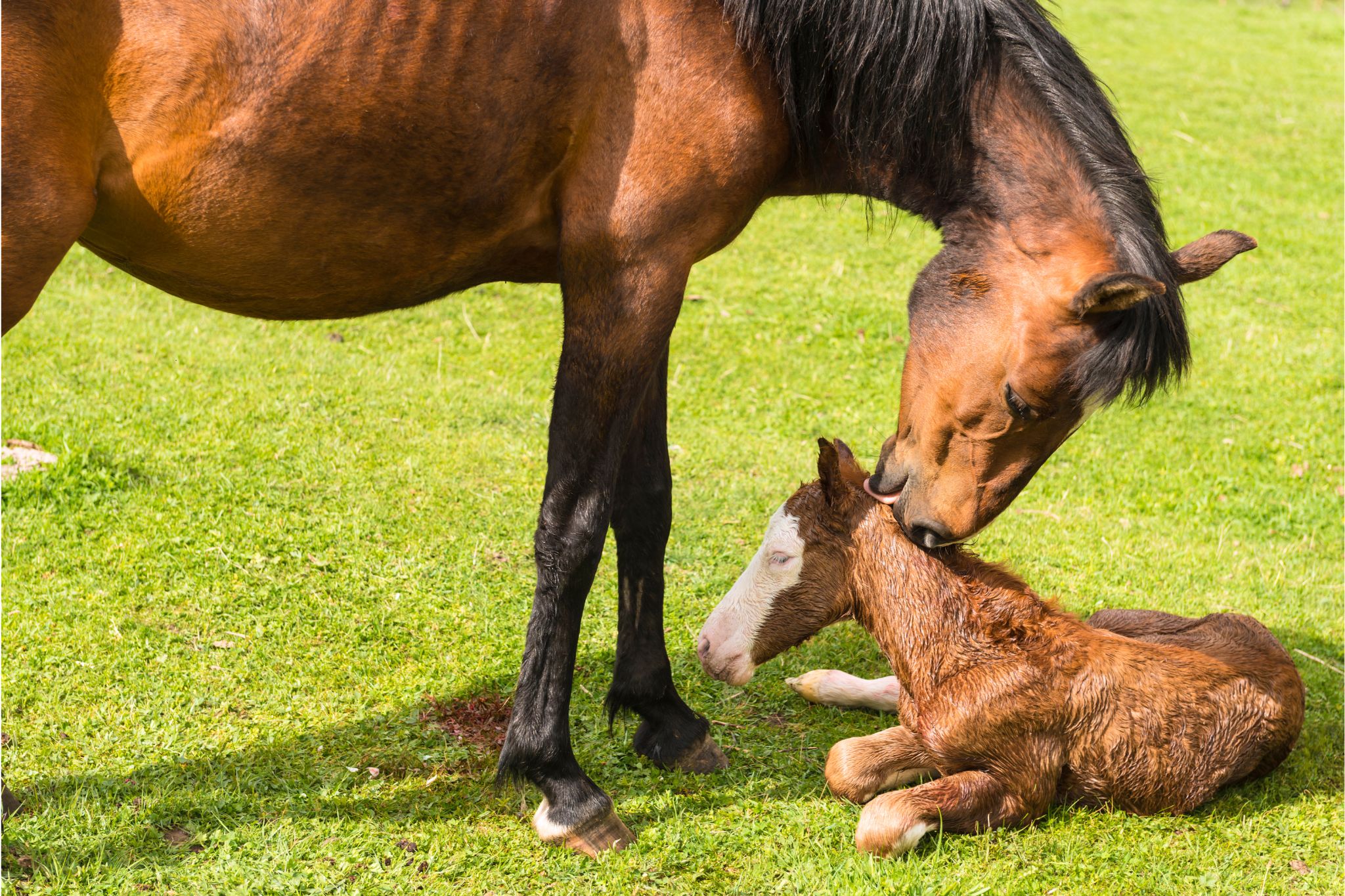 Bundles of Joy: How Much Do Newborn Horses Weigh? - Horse Rookie