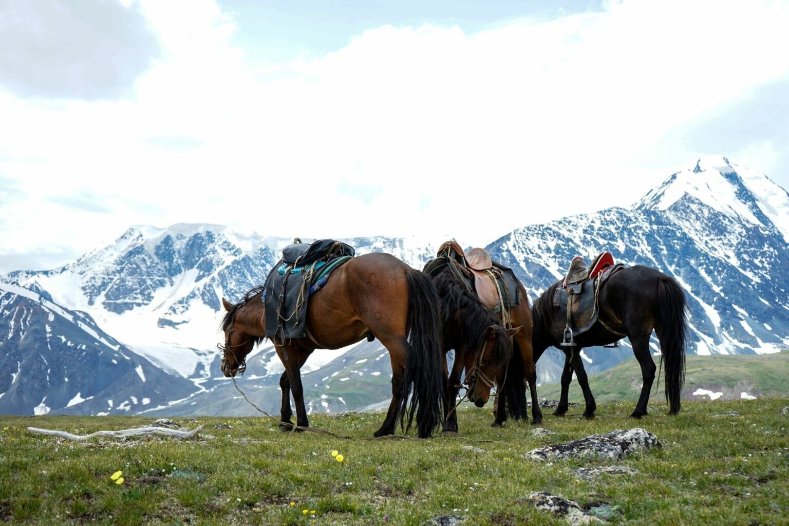 8 Ancient Horse Breeds With Historic Influence - Horse Rookie