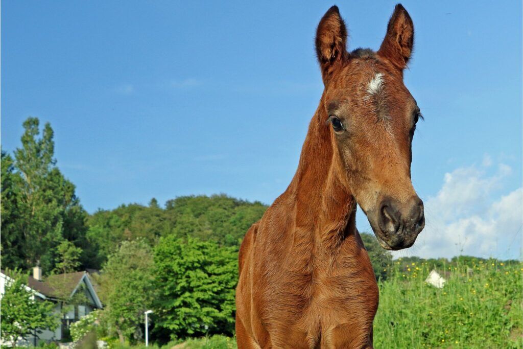Bundles of Joy: How Much Do Newborn Horses Weigh? - Horse Rookie