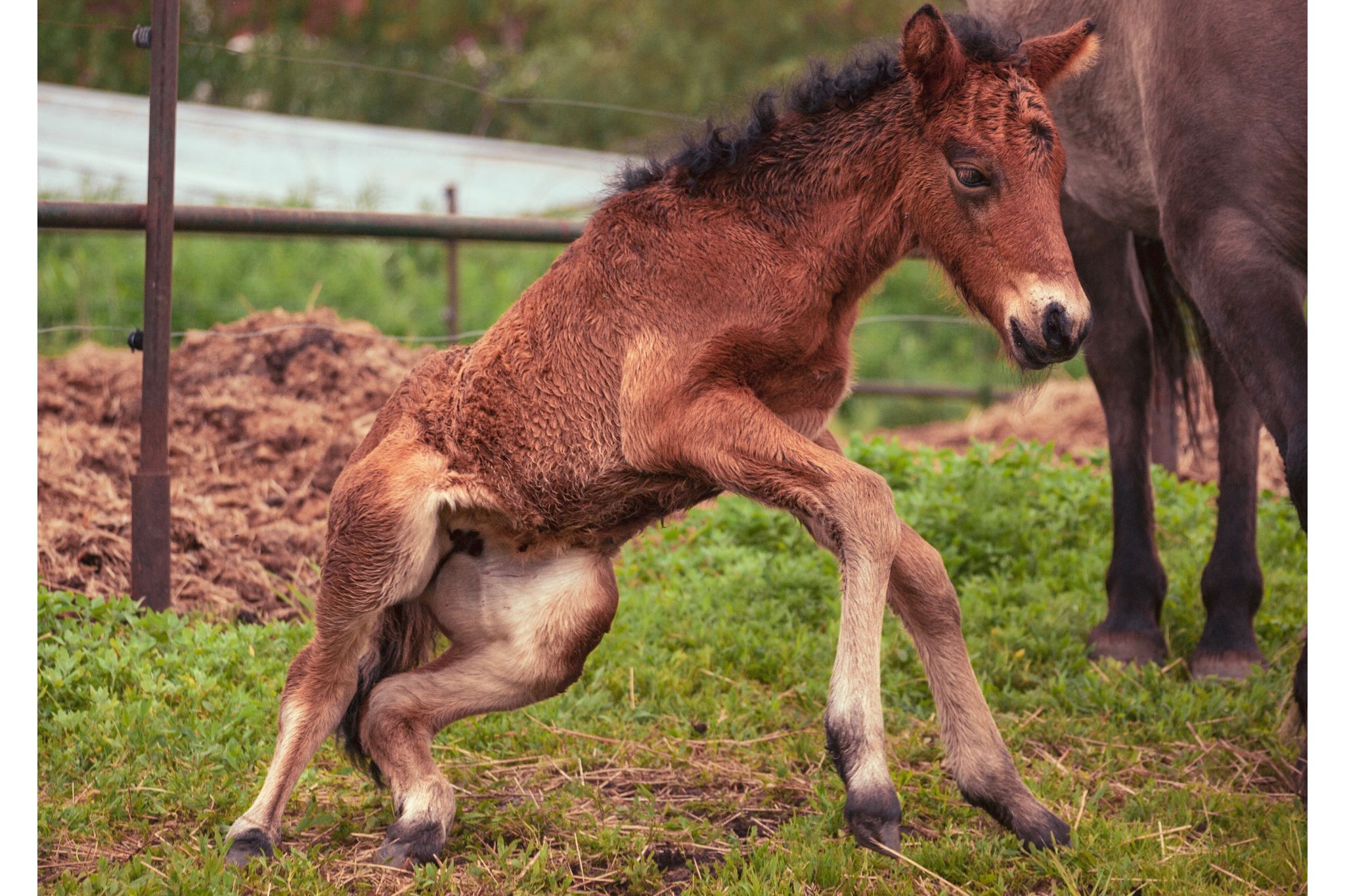 Bundles of Joy: How Much Do Newborn Horses Weigh? - Horse Rookie