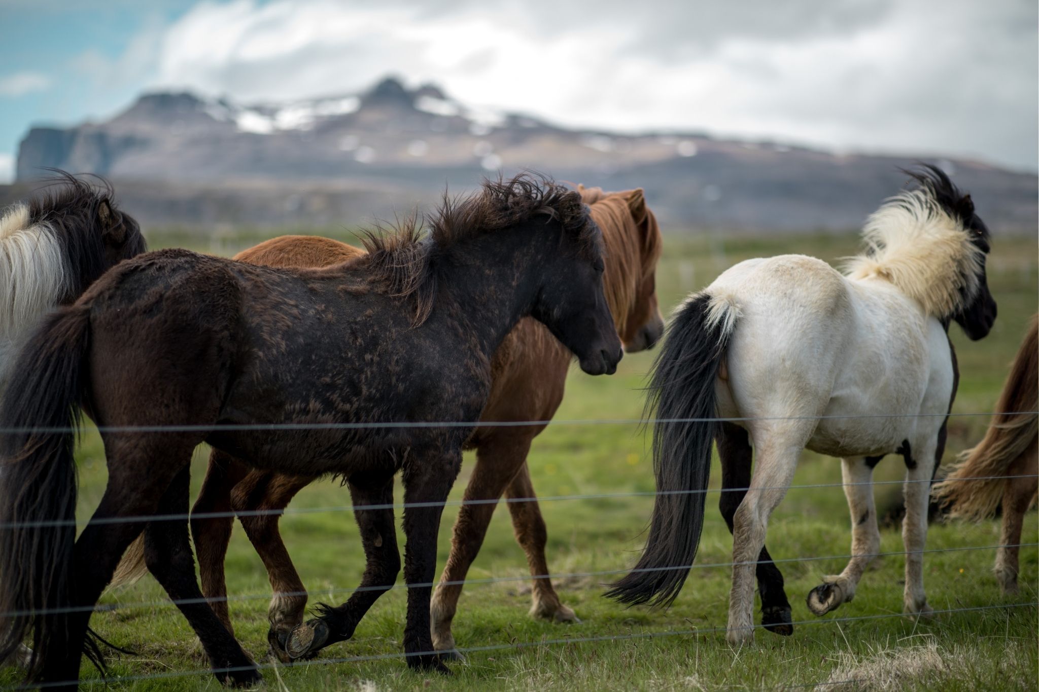 8 Ancient Horse Breeds With Historic Influence - Horse Rookie