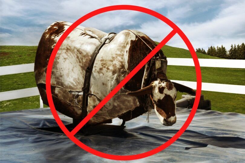 Cutting Horse FAQ: What's a Mechanical Cow? - Horse Rookie