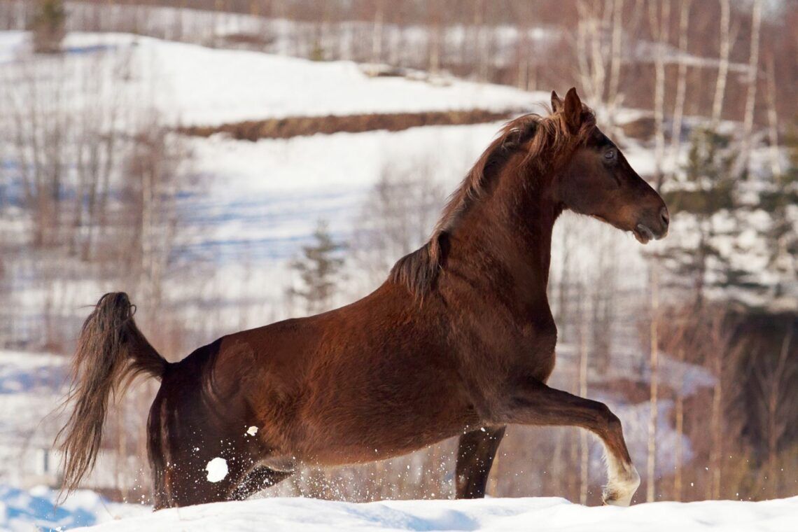 29 Horse Coat Color Variations (Beginner Photo Guide) - Horse Rookie