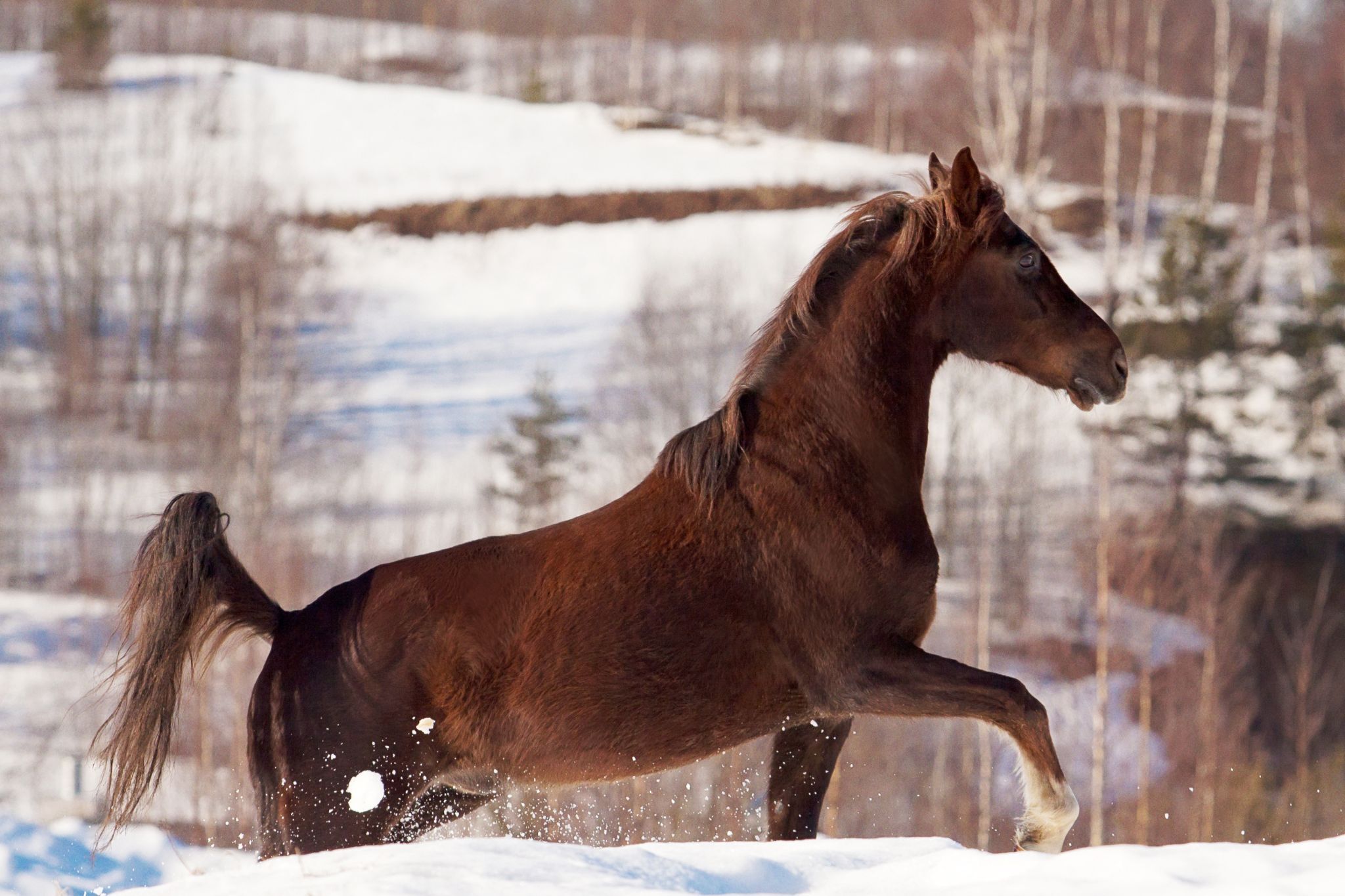 29 Horse Coat Color Variations (Beginner Photo Guide) - Horse Rookie