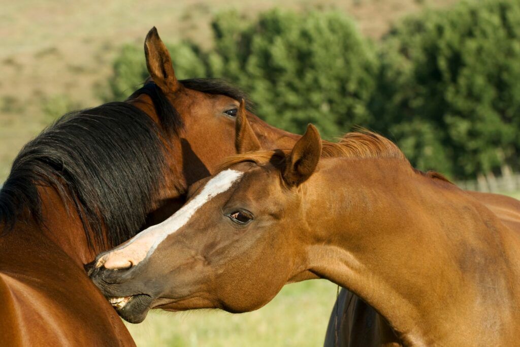 Curry Confusion: Horse Grooming Terminology for Beginners - Horse Rookie