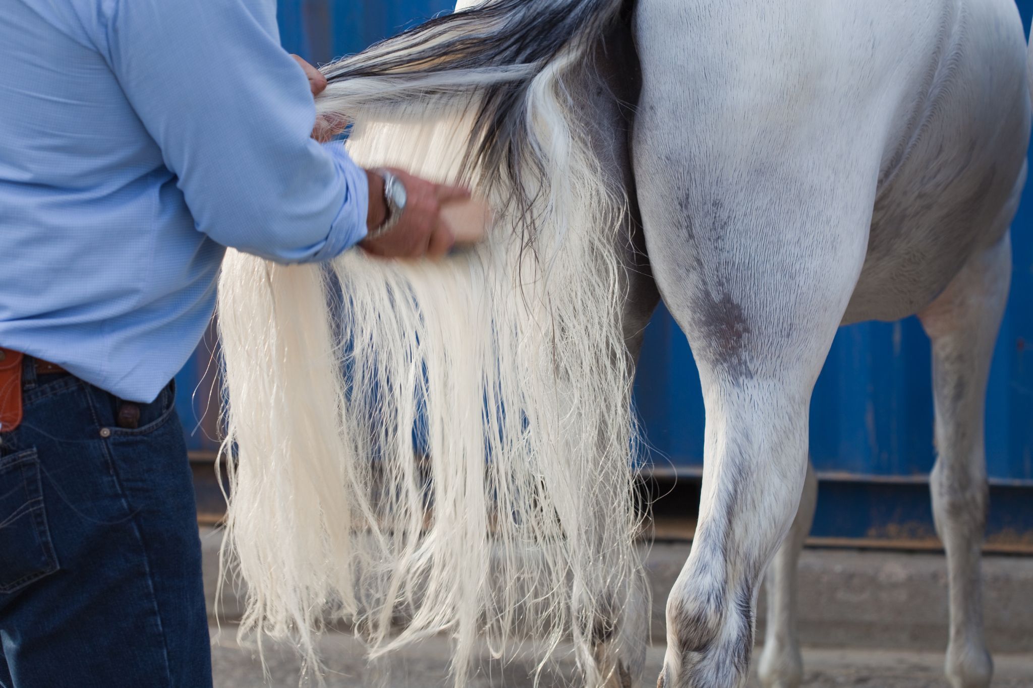 Curry Confusion: Horse Grooming Terminology for Beginners - Horse Rookie