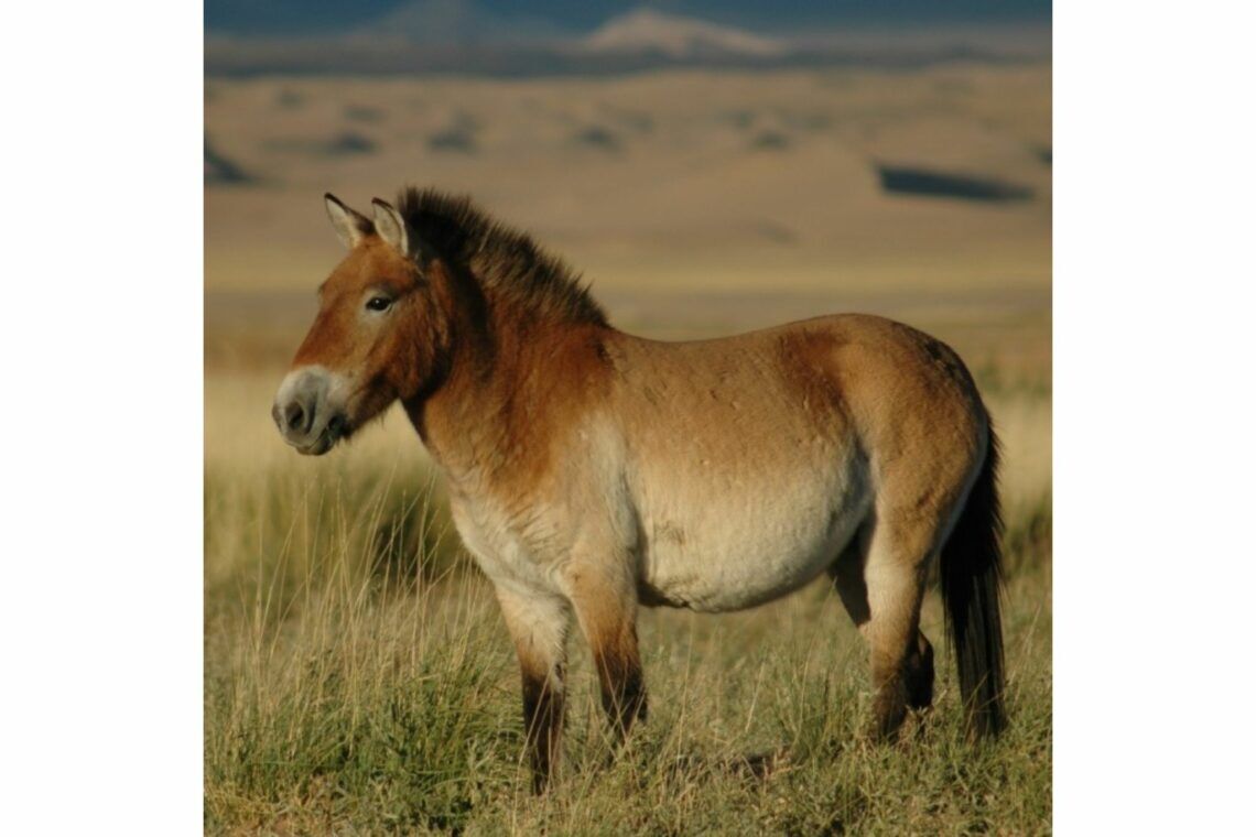 8 Ancient Horse Breeds With Historic Influence - Horse Rookie