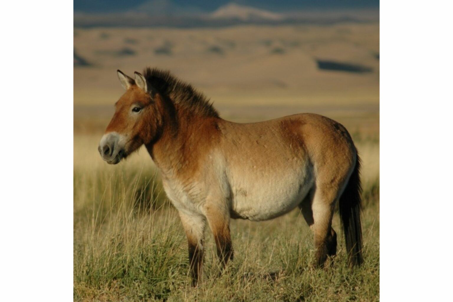 8 Ancient Horse Breeds With Historic Influence - Horse Rookie