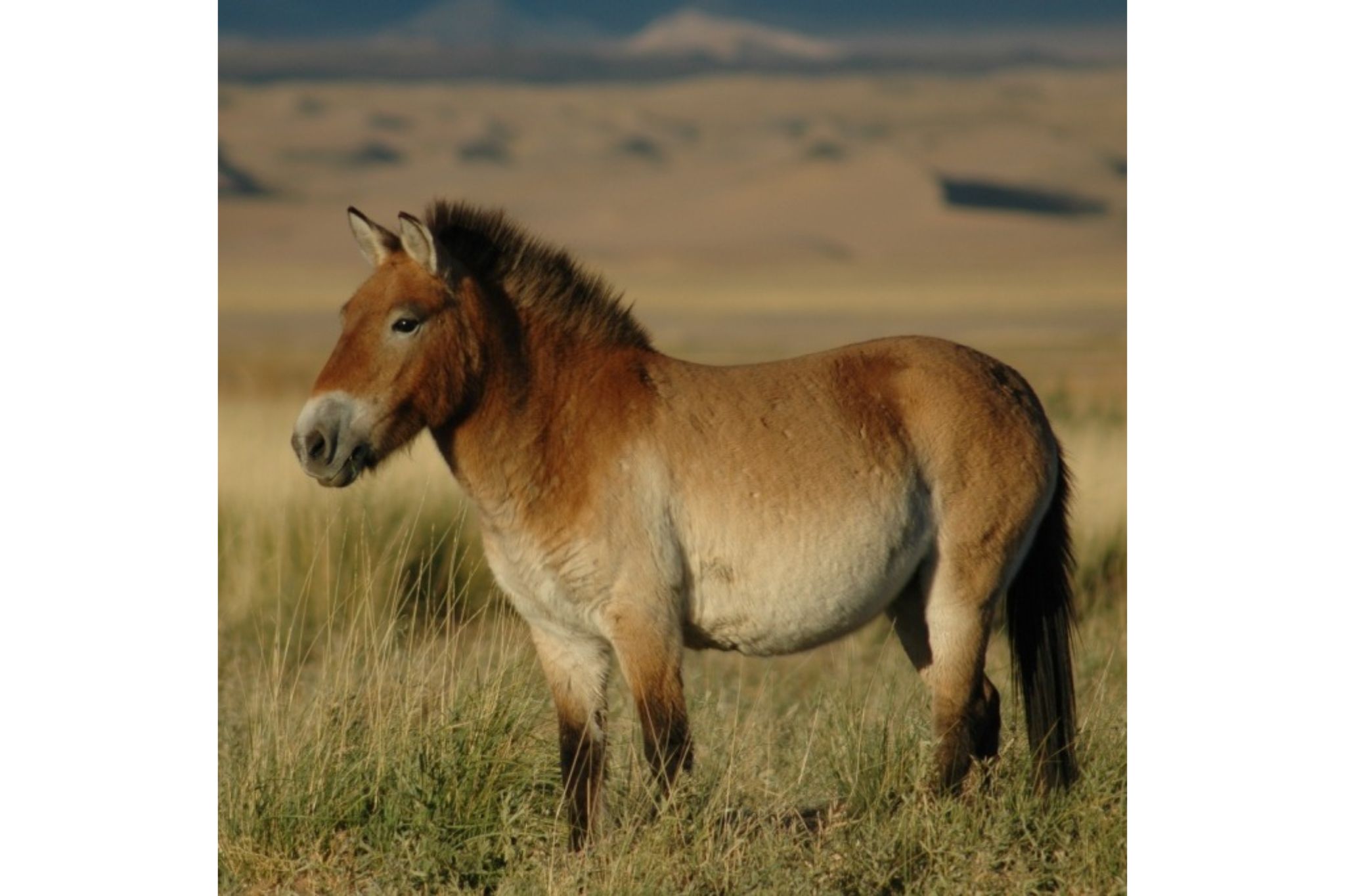 8 Ancient Horse Breeds With Historic Influence - Horse Rookie