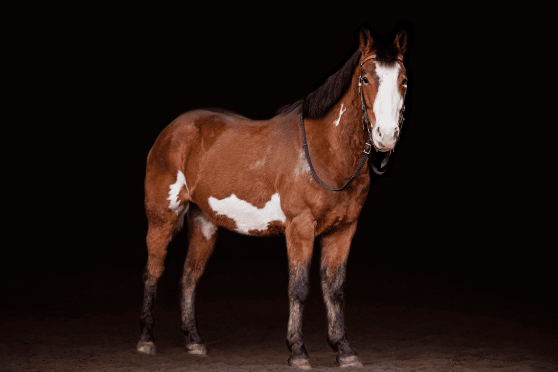 Breed Profile: Meet the Mexican & American Azteca Horse - Horse Rookie