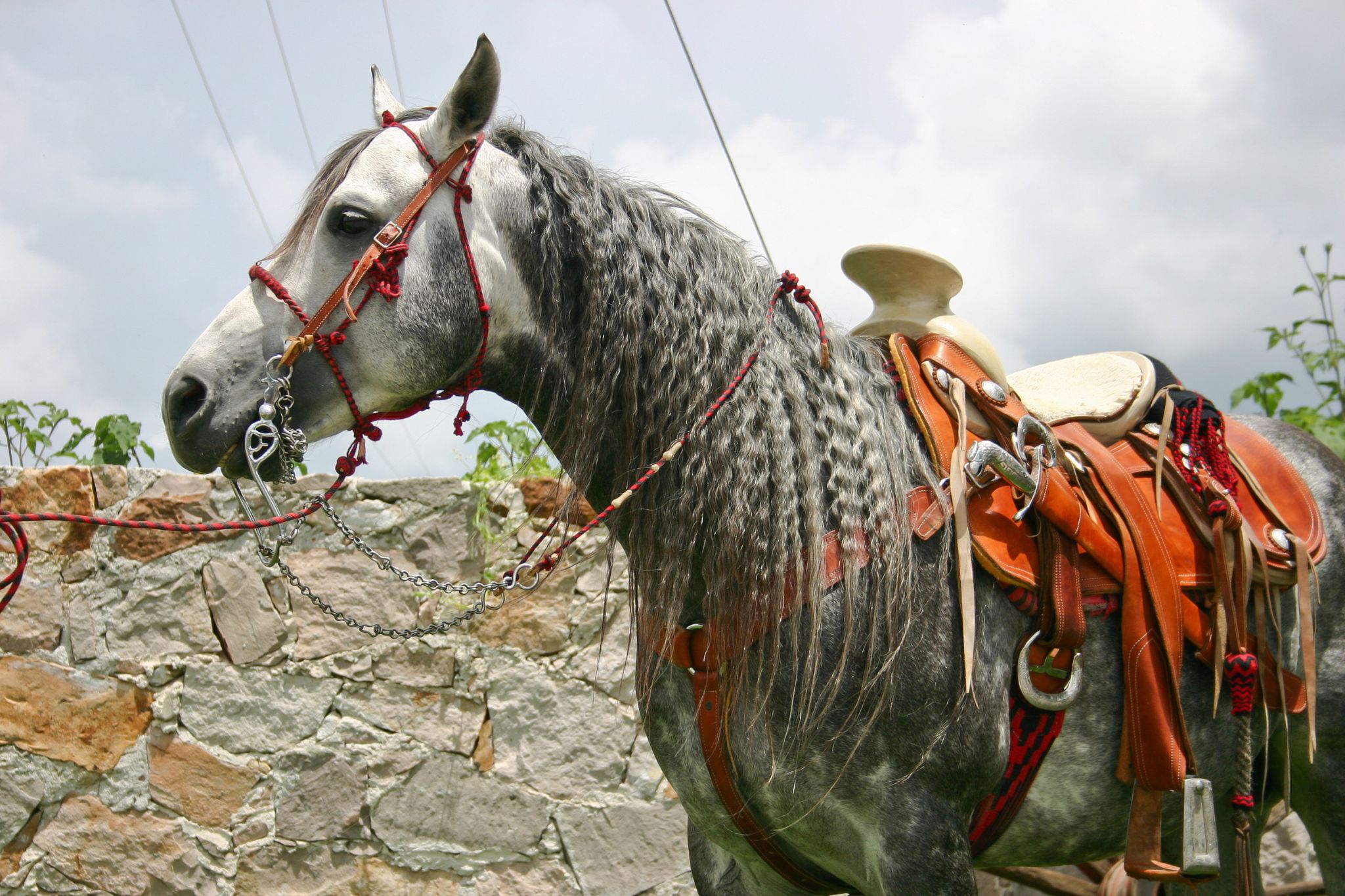 Breed Profile: Meet the Mexican & American Azteca Horse - Horse Rookie