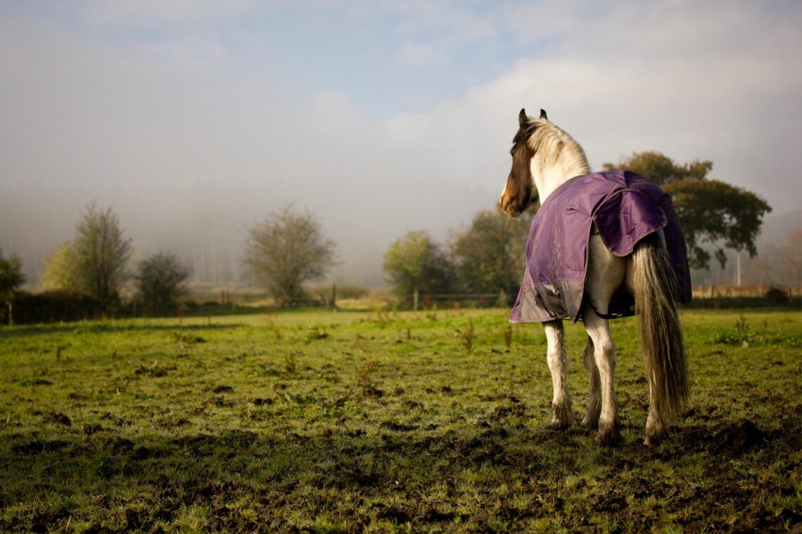 4 Tried & True Methods to Beat Muddy Horse Paddocks - Horse Rookie