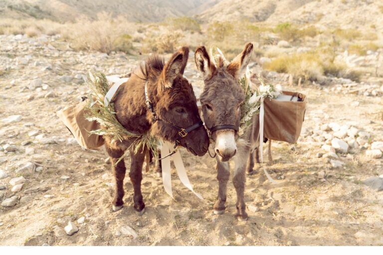 8 Stellar Beverage Burro Companies (Weddings & More) - Horse Rookie