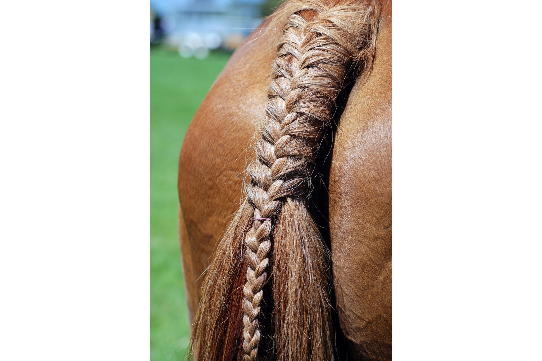 Hair Extensions for Horses: How to Put in a Fake Tail - Horse Rookie