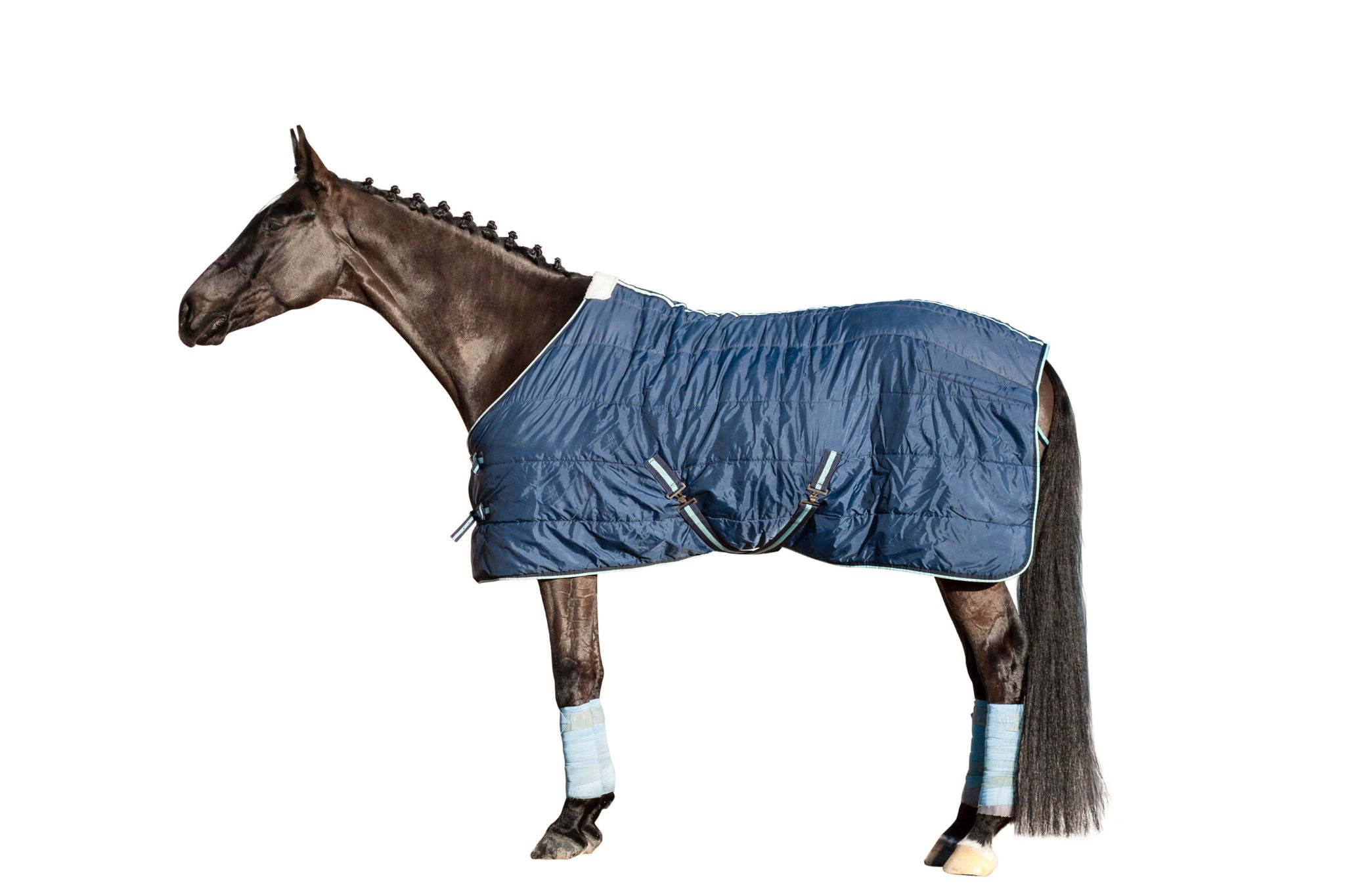 Baffled by Blankets? Horse Terminology for Rookies! - Horse Rookie
