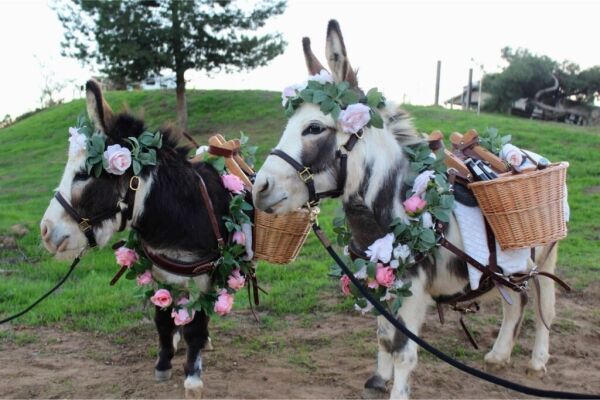 8 Stellar Beverage Burro Companies (Weddings & More) - Horse Rookie