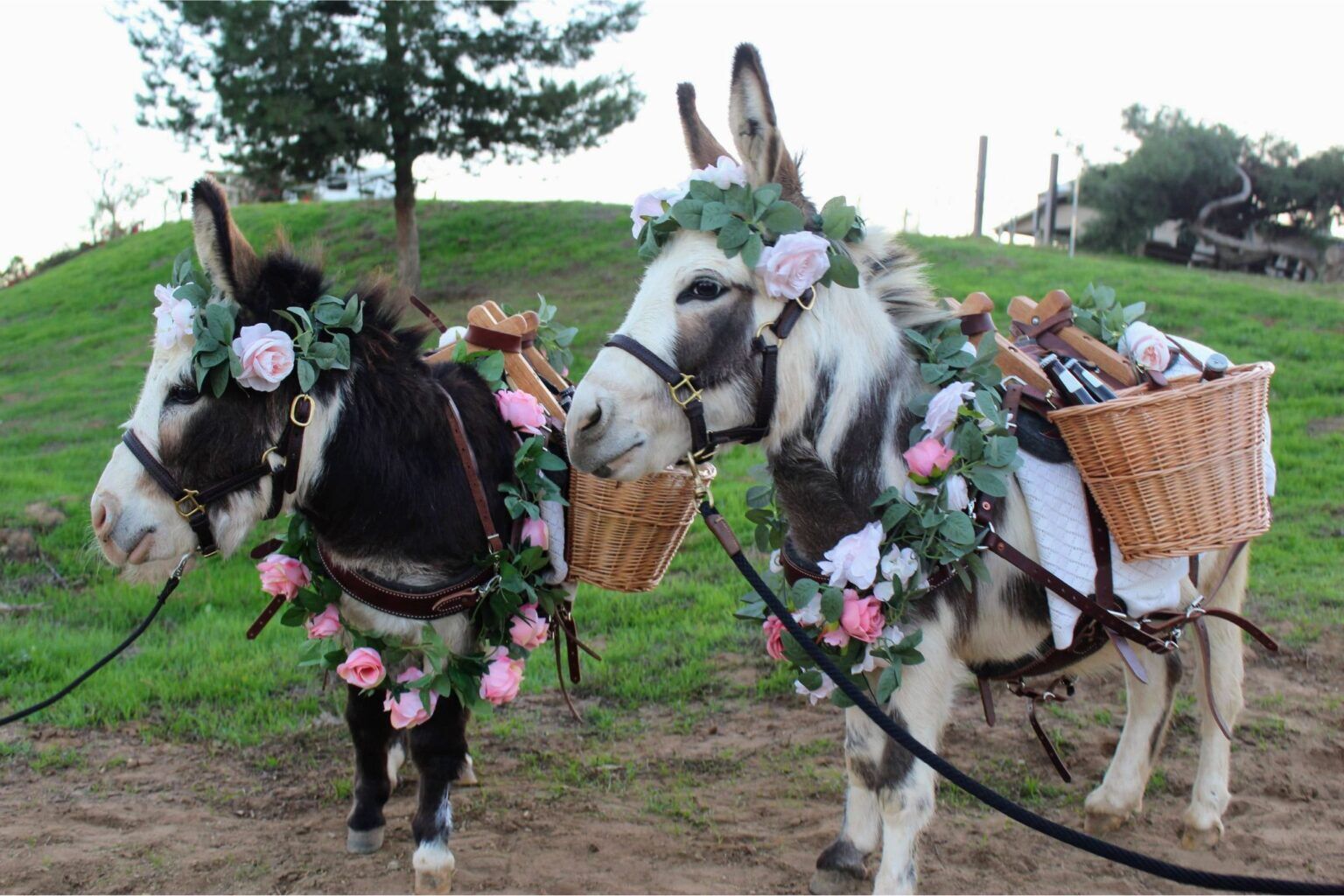 8 Stellar Beverage Burro Companies (Weddings & More) - Horse Rookie