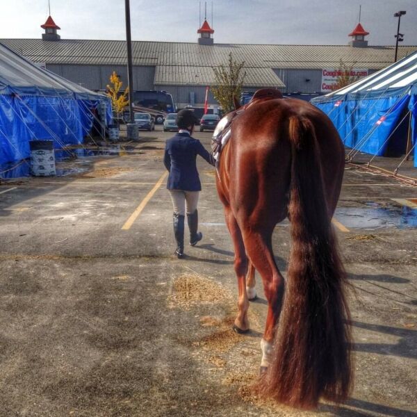 Hair Extensions for Horses: How to Put in a Fake Tail - Horse Rookie