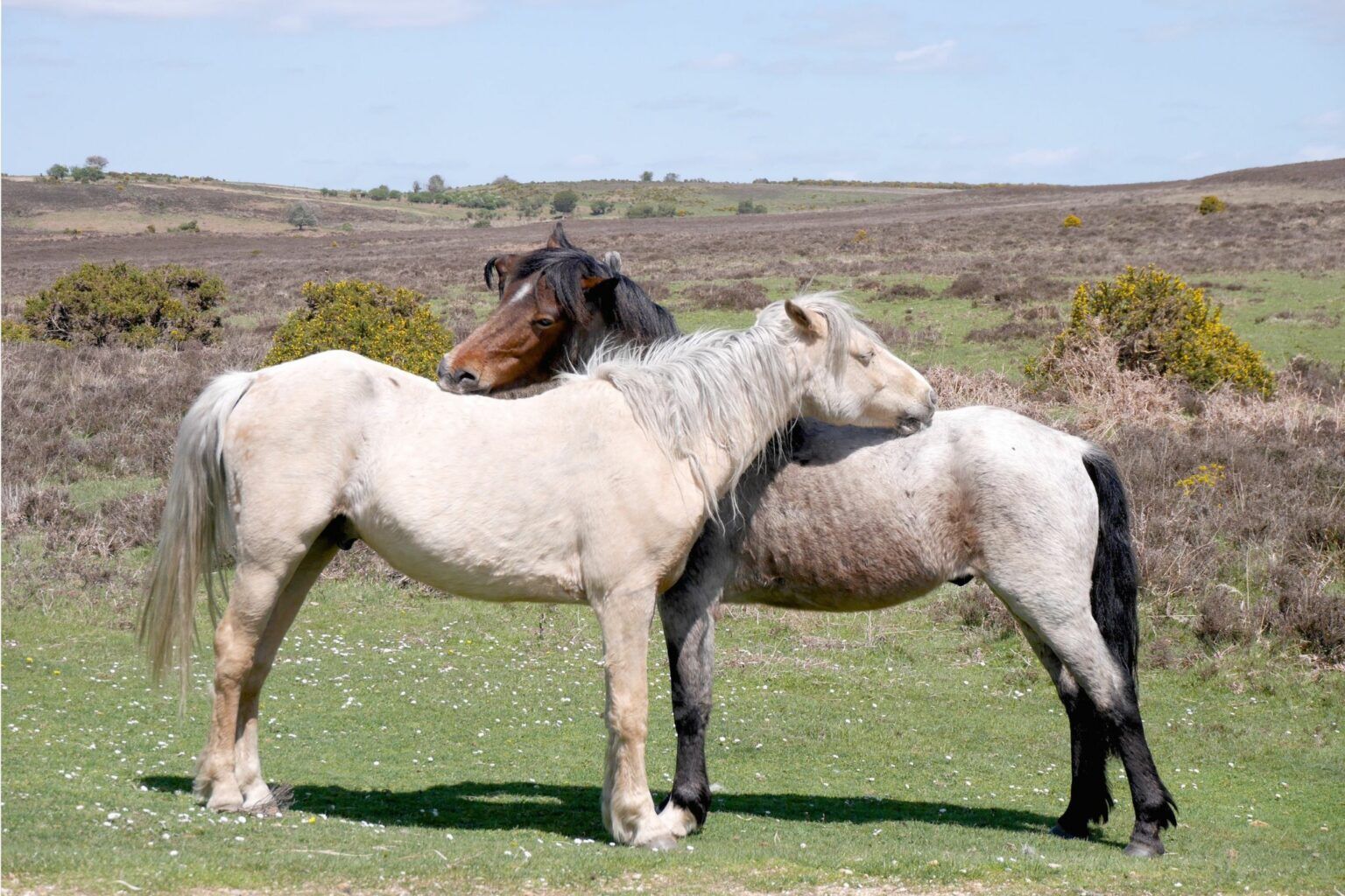 The (Mostly) Good Nature of Horse Nudges - Horse Rookie