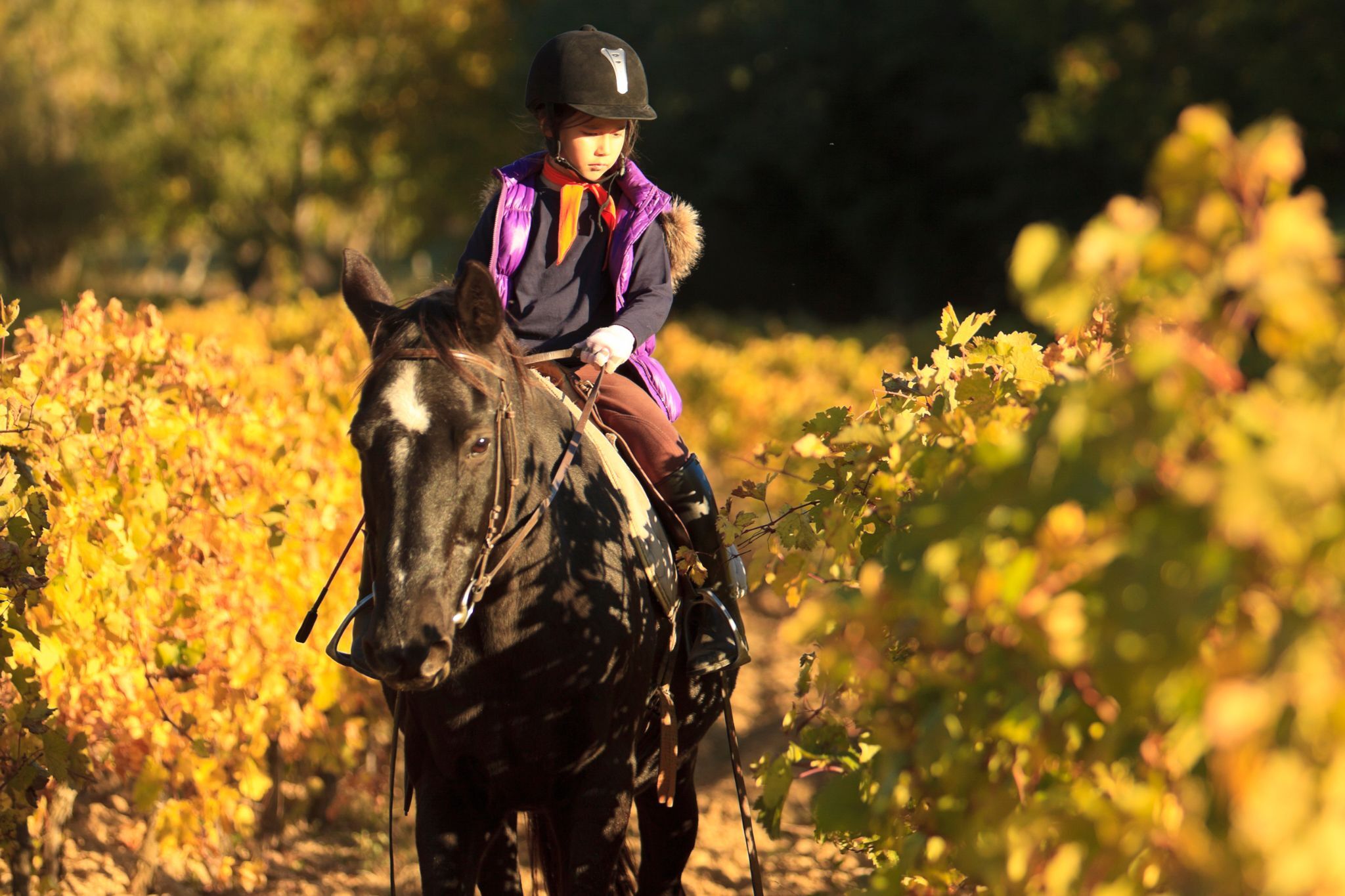 20+ Horse Technology Essentials That Make Life Easier - Horse Rookie