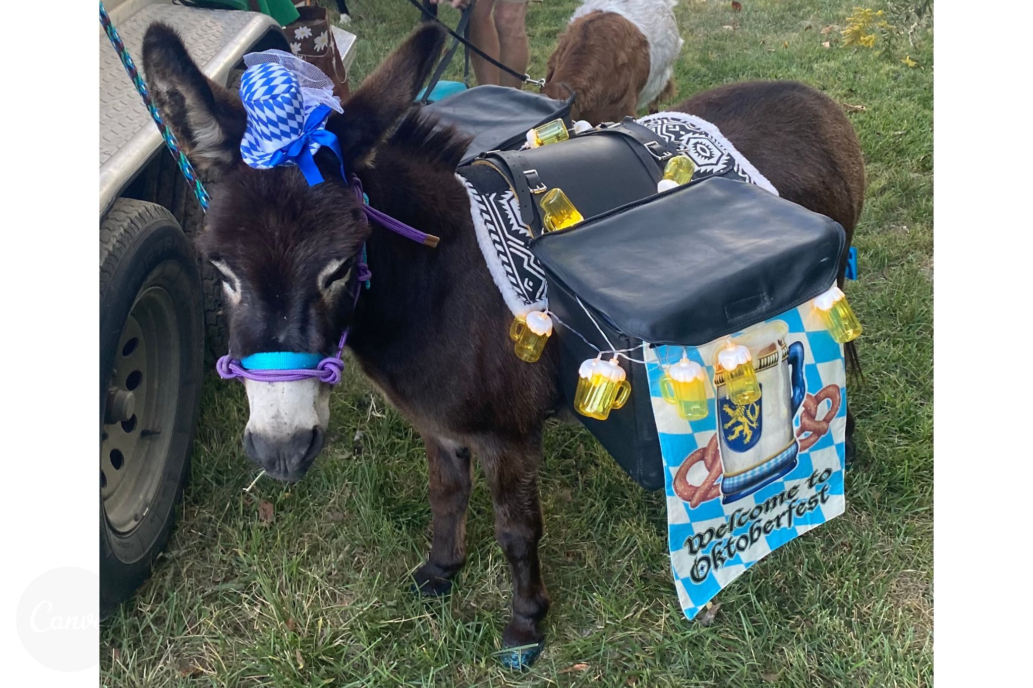 8 Stellar Beverage Burro Companies (Weddings & More) - Horse Rookie