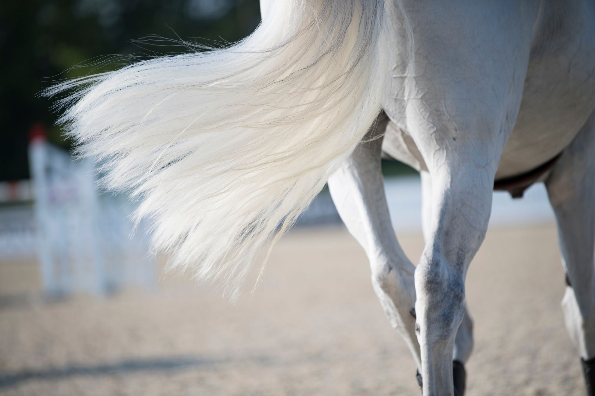 Hair Extensions for Horses: How to Put in a Fake Tail - Horse Rookie
