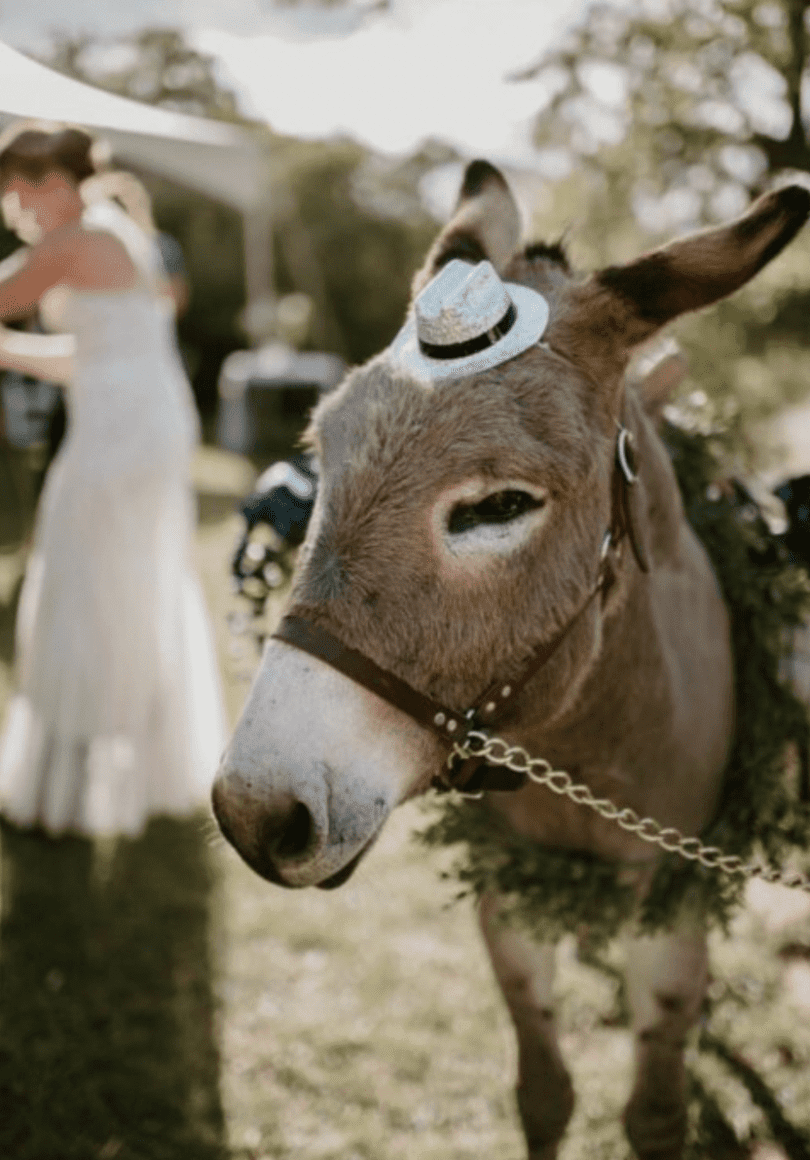 8 Stellar Beverage Burro Companies (Weddings & More) - Horse Rookie