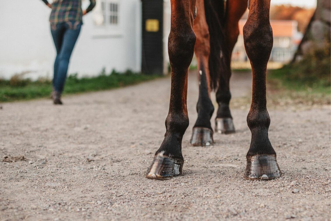 Ringbone Reality Check: What It Could Mean for Your Horse - Horse Rookie