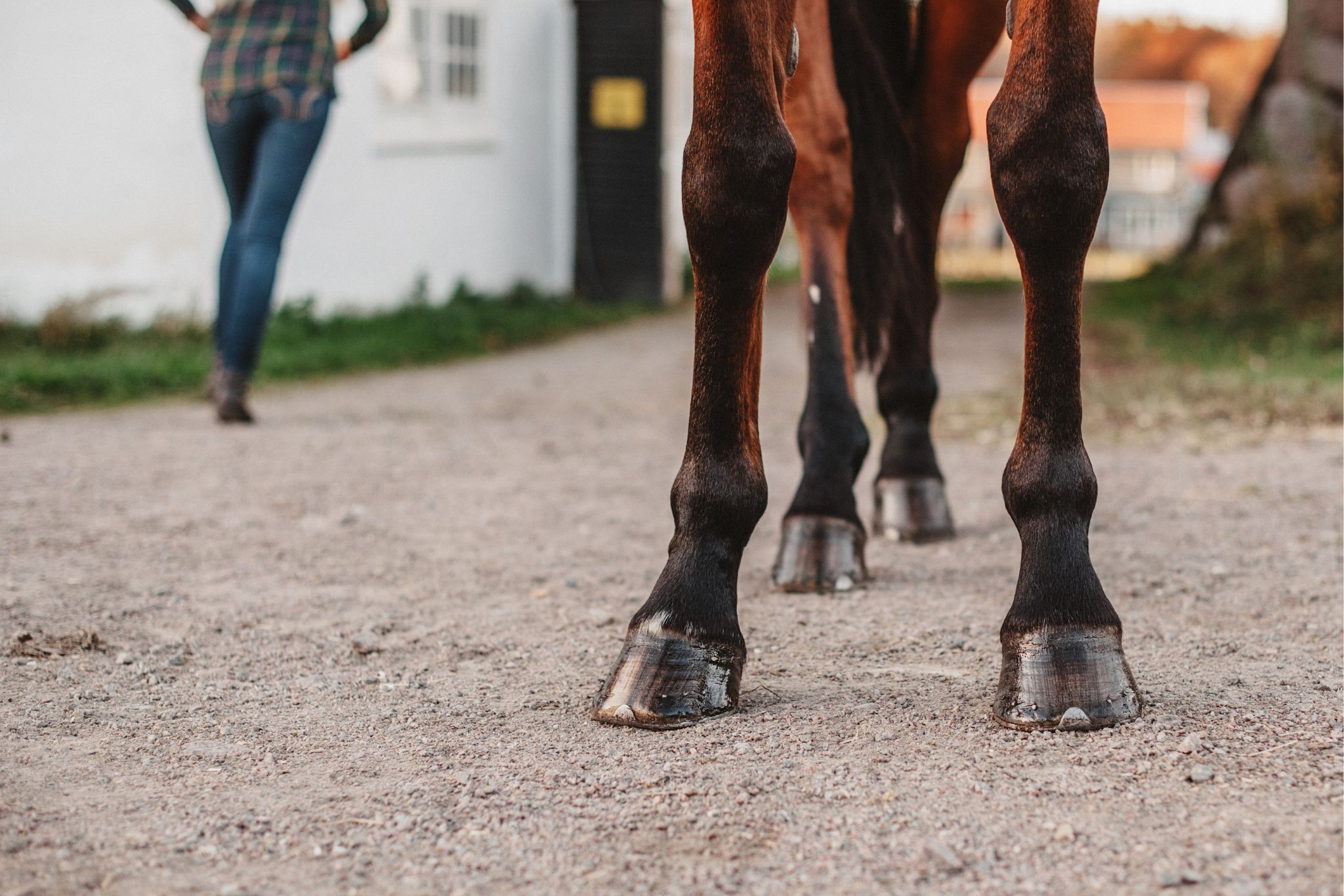 Ringbone Reality Check: What It Could Mean for Your Horse - Horse Rookie
