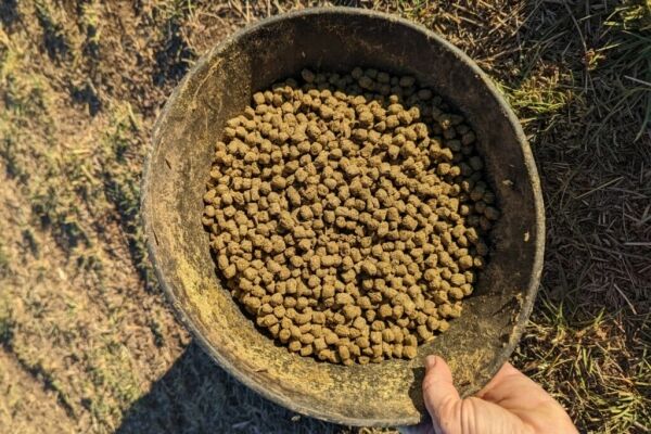 3 Types of Horse Feed Every Owner Should Understand - Horse Rookie
