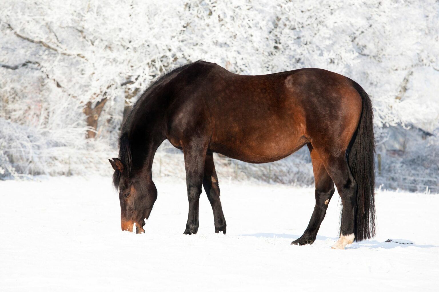 11 High-Tech Equine Wearables to Revolutionize Your Ride - Horse Rookie
