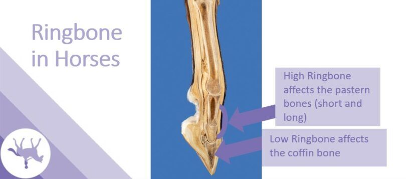 Ringbone Reality Check: What It Could Mean for Your Horse - Horse Rookie