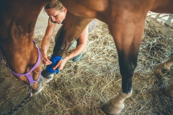 Ringbone Reality Check: What It Could Mean for Your Horse - Horse Rookie