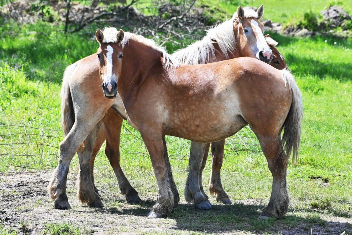 Draft Horse Diet: How Much Do They Really Eat? - Horse Rookie