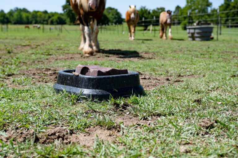 Horse Mineral Management: What's the Best Block to Feed? - Horse Rookie