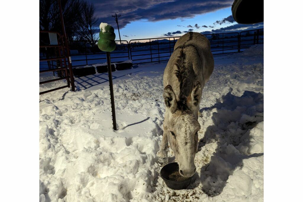 Alfalfa Cubes vs. Pellets: What's Best for Your Horse? - Horse Rookie