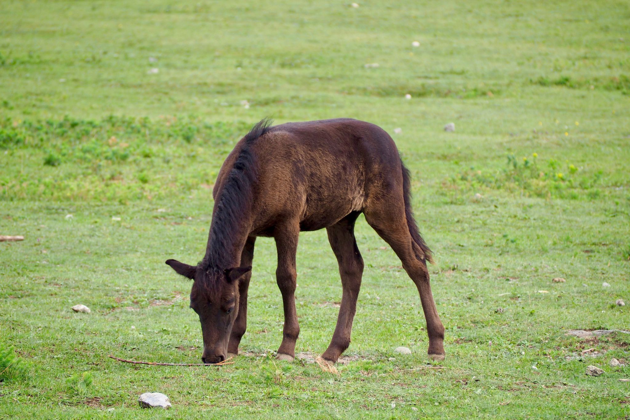 New Baby Nutrition: Best Feed for Healthy Foals - Horse Rookie