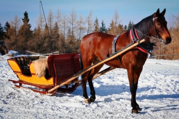 Winter Wonderland: What to Wear on a Horse Sleigh Ride - Horse Rookie