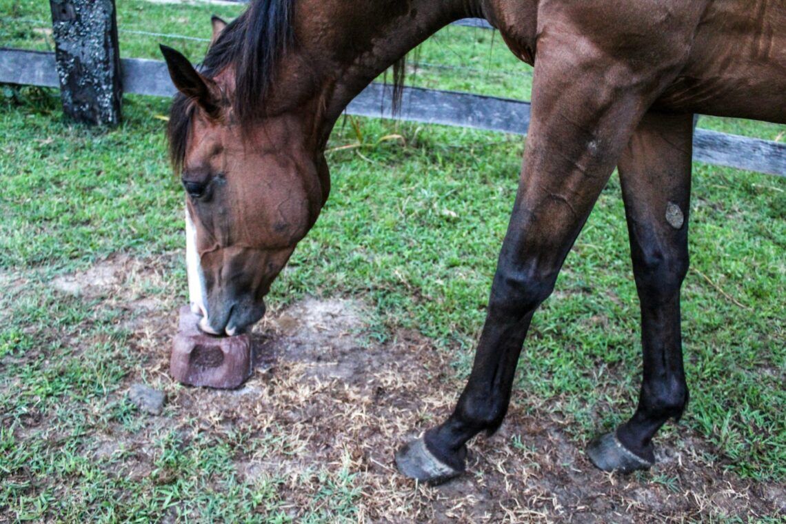 Horse Mineral Management: What's the Best Block to Feed? - Horse Rookie